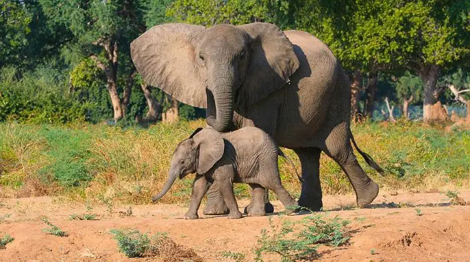 Forbes Names Zimbabwe As The Best Country to Visit in 2025